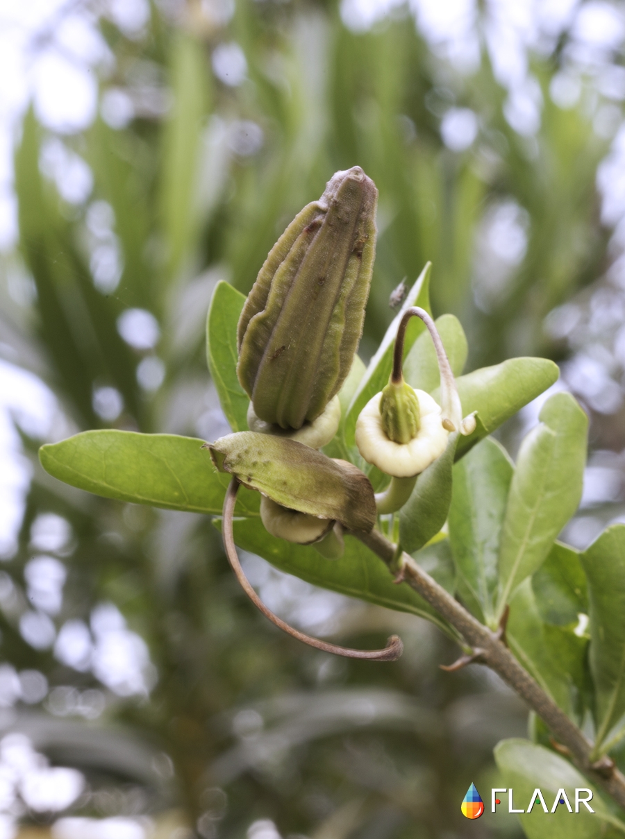 Photo Gallery of Caiba Parmentiera aculeata