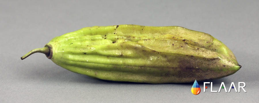 Photo Gallery of Caiba Parmentiera aculeata