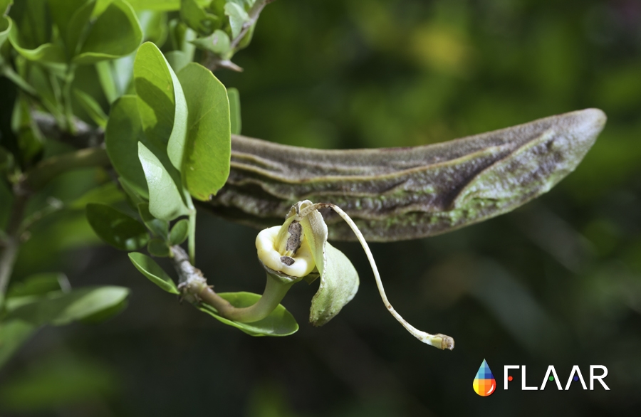 Photo Gallery of Caiba Parmentiera aculeata