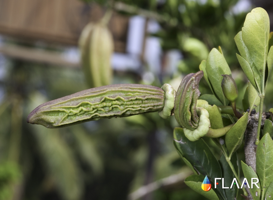 Photo Gallery of Caiba Parmentiera aculeata