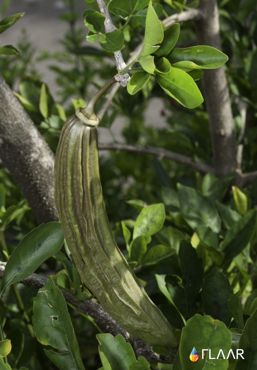 Photo Gallery of Caiba Parmentiera aculeata