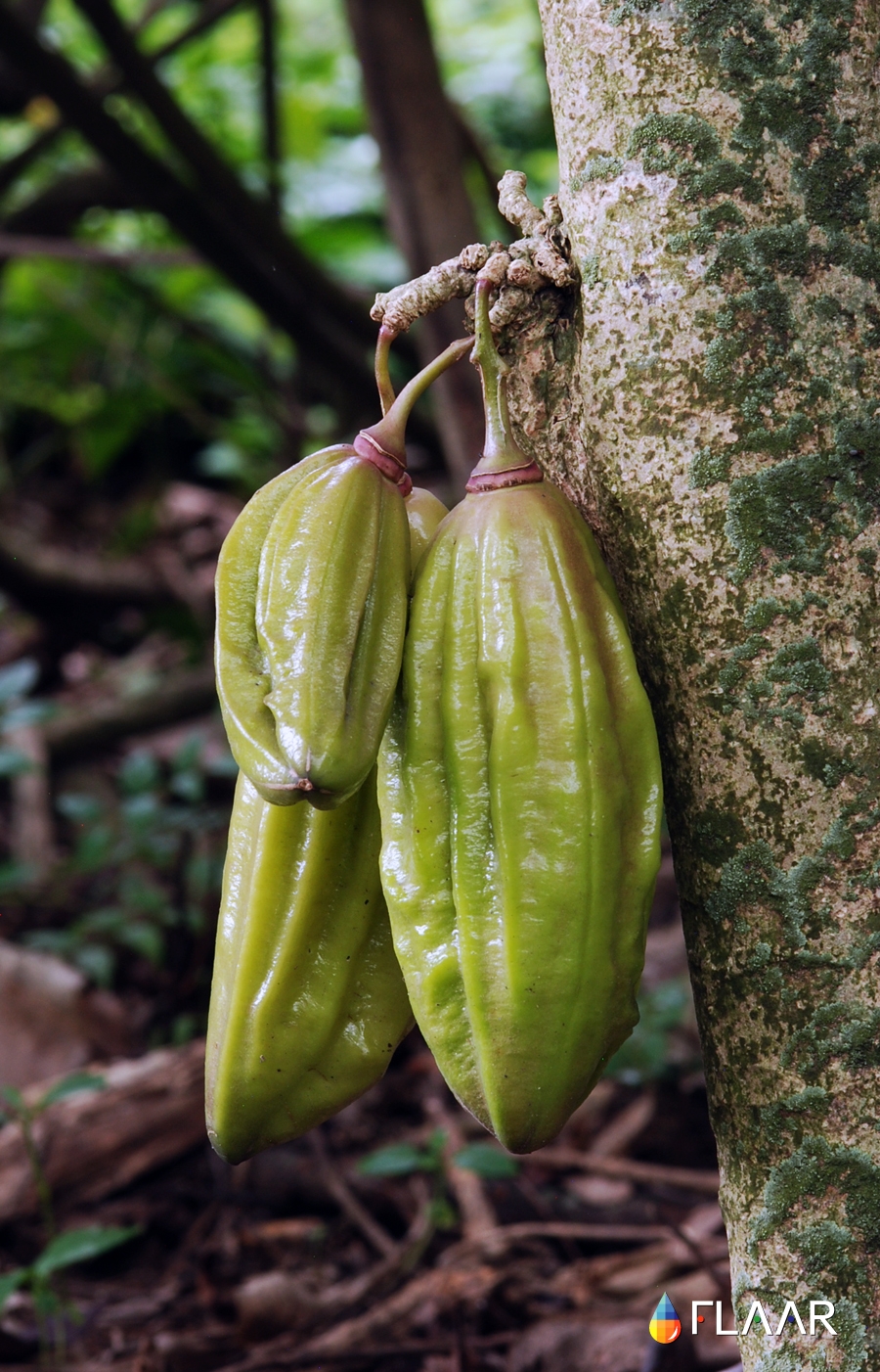 Photo Gallery of Caiba Parmentiera aculeata