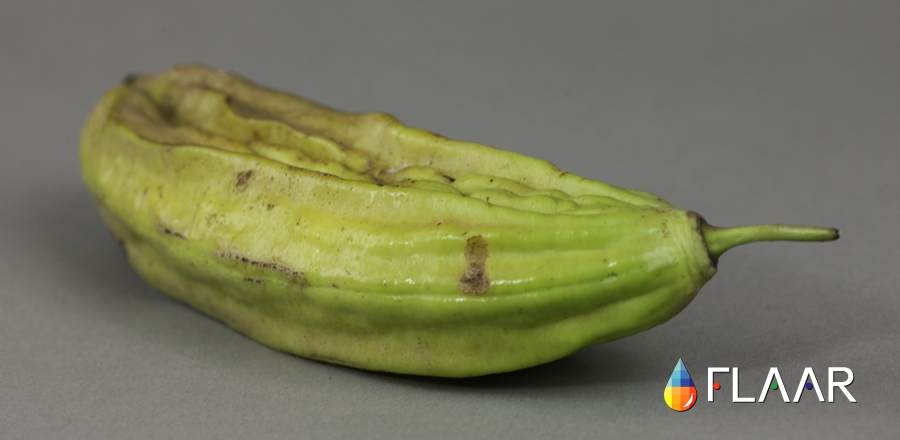 Photo Gallery of Caiba Parmentiera aculeata