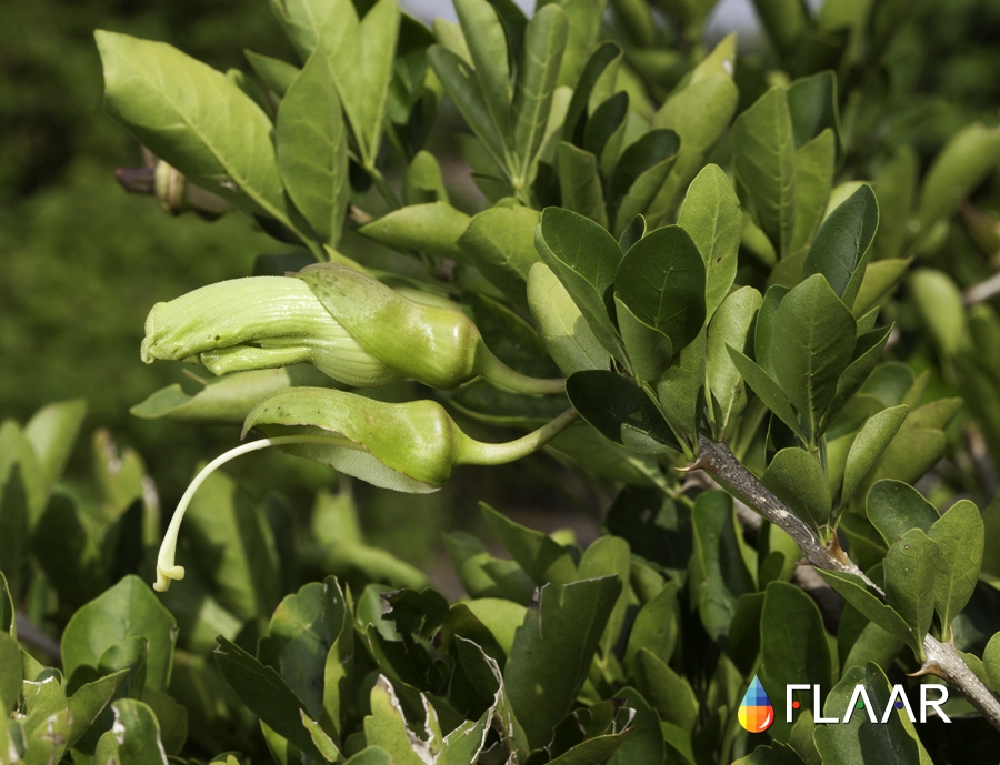 Photo Gallery of Caiba Parmentiera aculeata