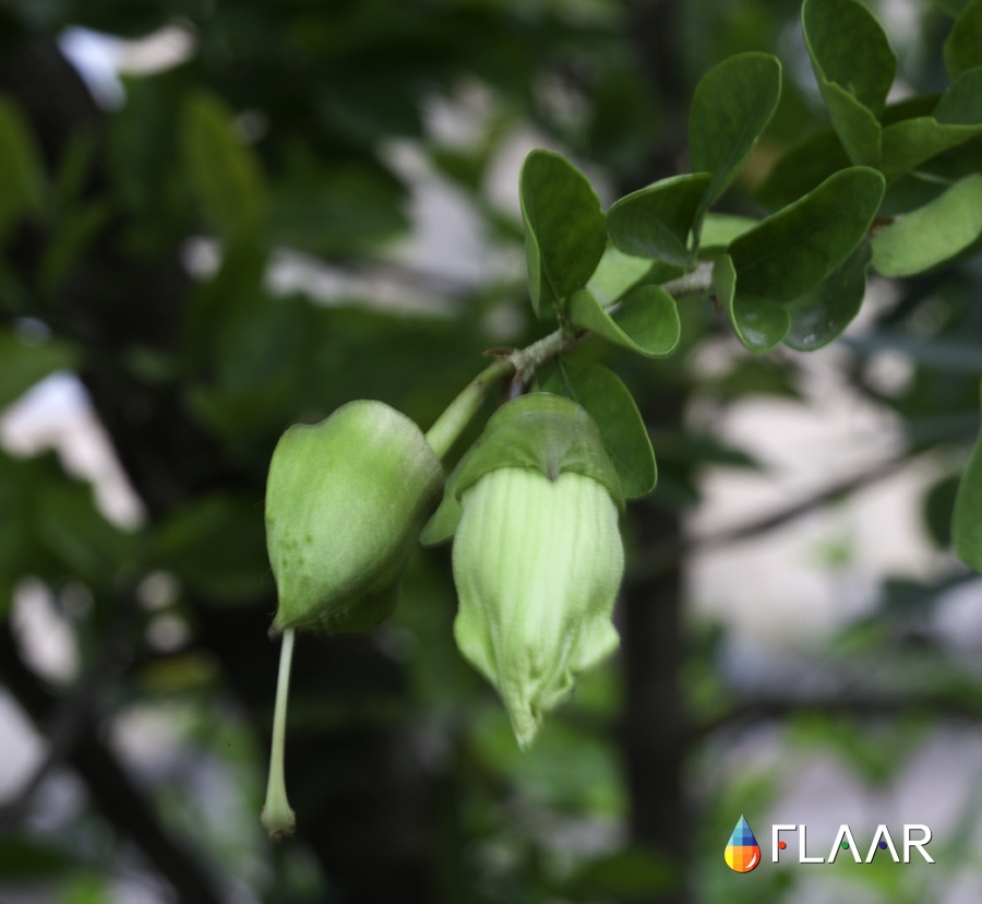 Photo Gallery of Caiba Parmentiera aculeata