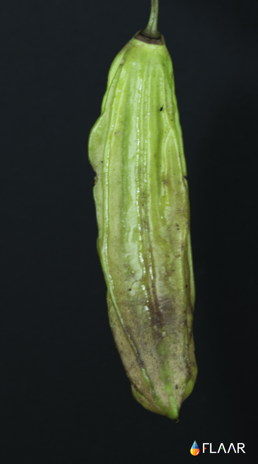 Photo Gallery of Caiba Parmentiera aculeata