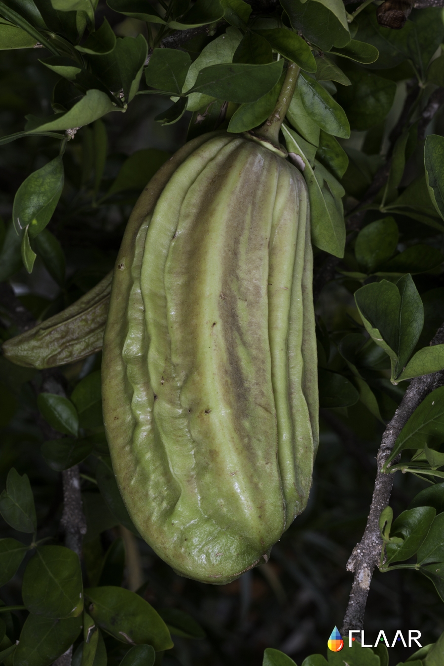 Photo Gallery of Caiba Parmentiera aculeata