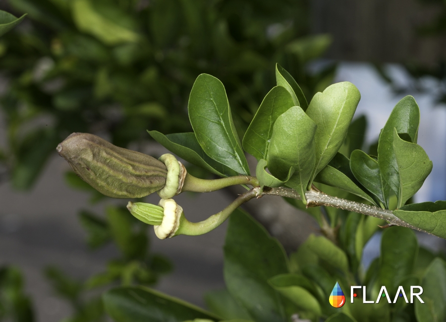 Photo Gallery of Caiba Parmentiera aculeata