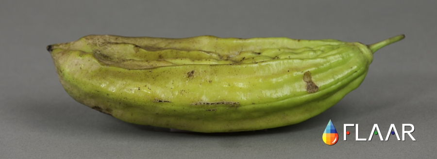 Photo Gallery of Caiba Parmentiera aculeata