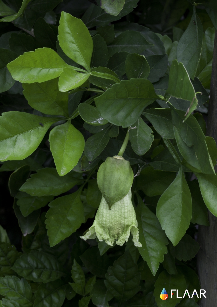 Photo Gallery of Caiba Parmentiera aculeata