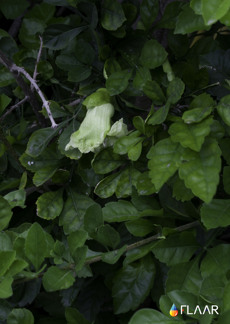 Photo Gallery of Caiba Parmentiera aculeata