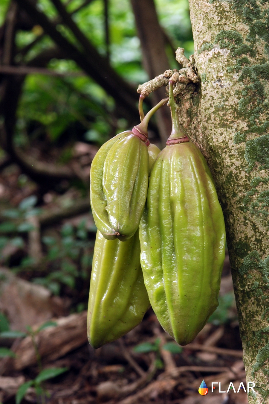 Photo Gallery of Caiba Parmentiera aculeata