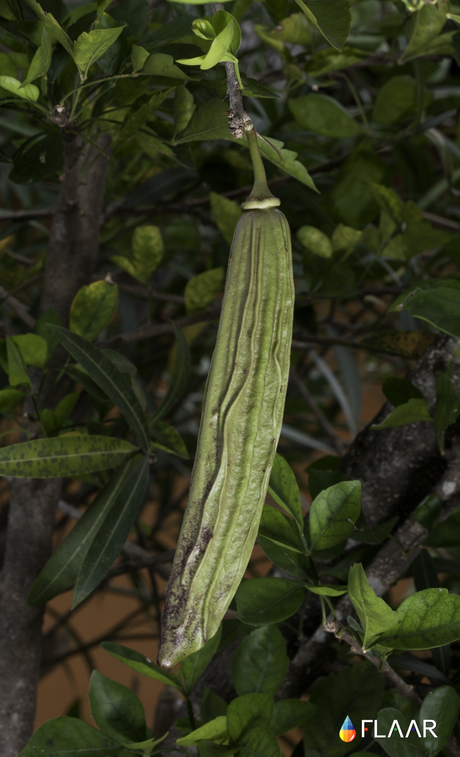 Photo Gallery of Caiba Parmentiera aculeata