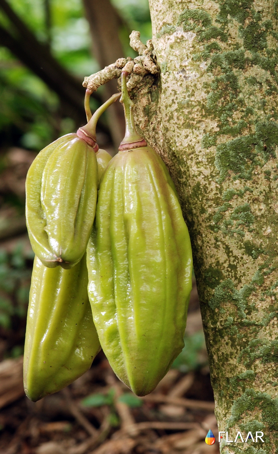 Photo Gallery of Caiba Parmentiera aculeata