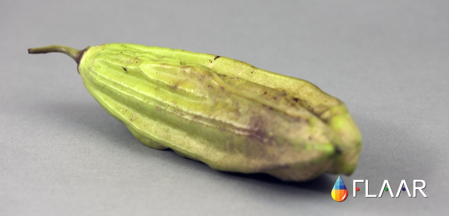 Photo Gallery of Caiba Parmentiera aculeata