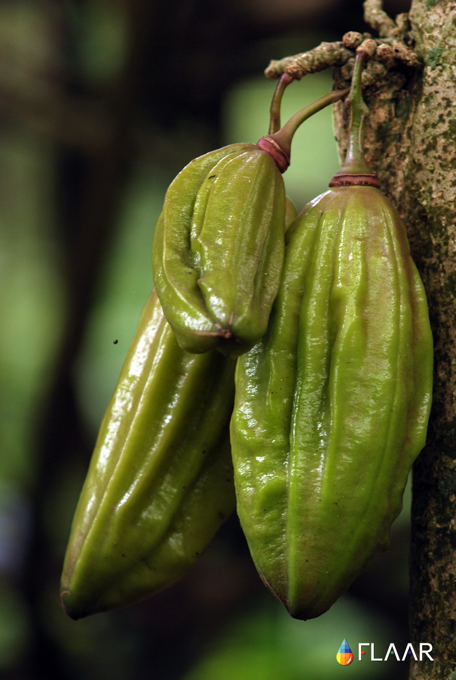 Photo Gallery of Caiba Parmentiera aculeata