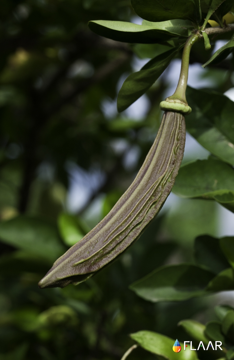 Photo Gallery of Caiba Parmentiera aculeata