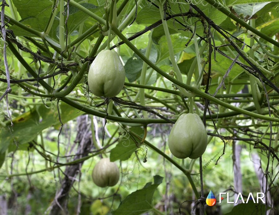 Photo Gallery of Güisquil (wiskil)