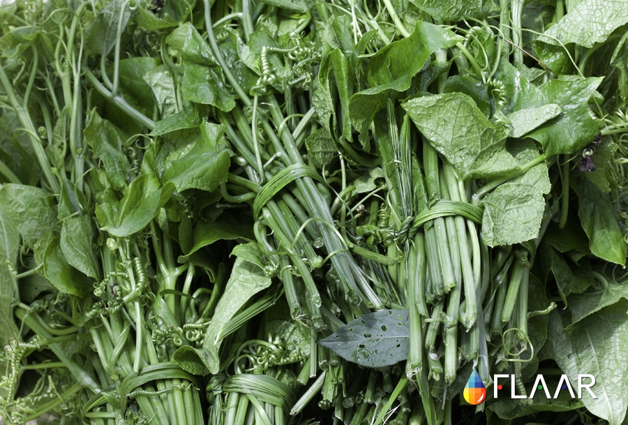 Photo Gallery of Güisquil (wiskil)